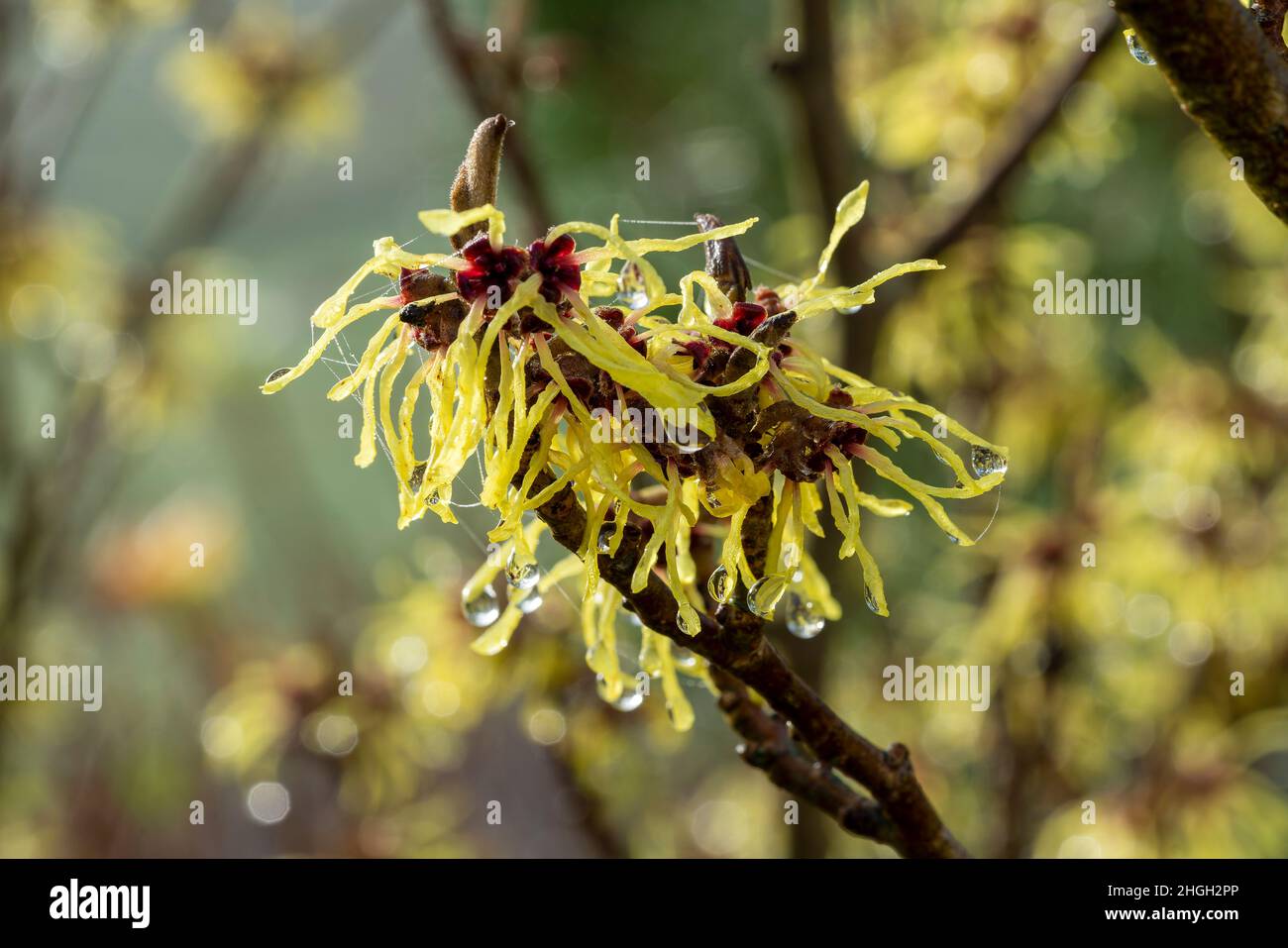 Hamamelis x Intermedia 'Moonlight' (witch hazel) a winter spring ...