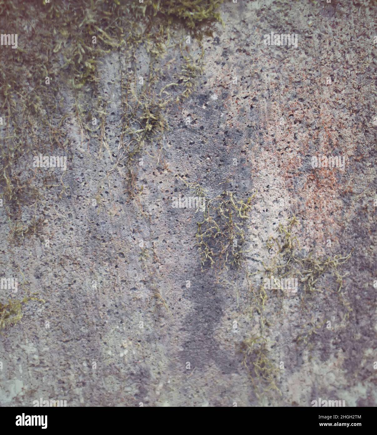 Tree bark texture in the forest close up Stock Photo - Alamy