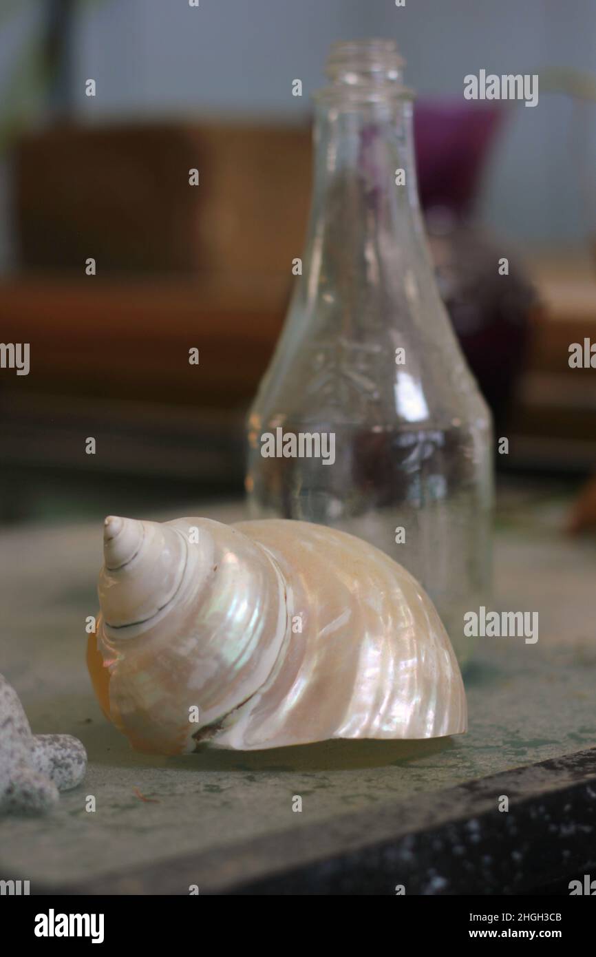 Still life of a shell and a glass bottle Stock Photo - Alamy