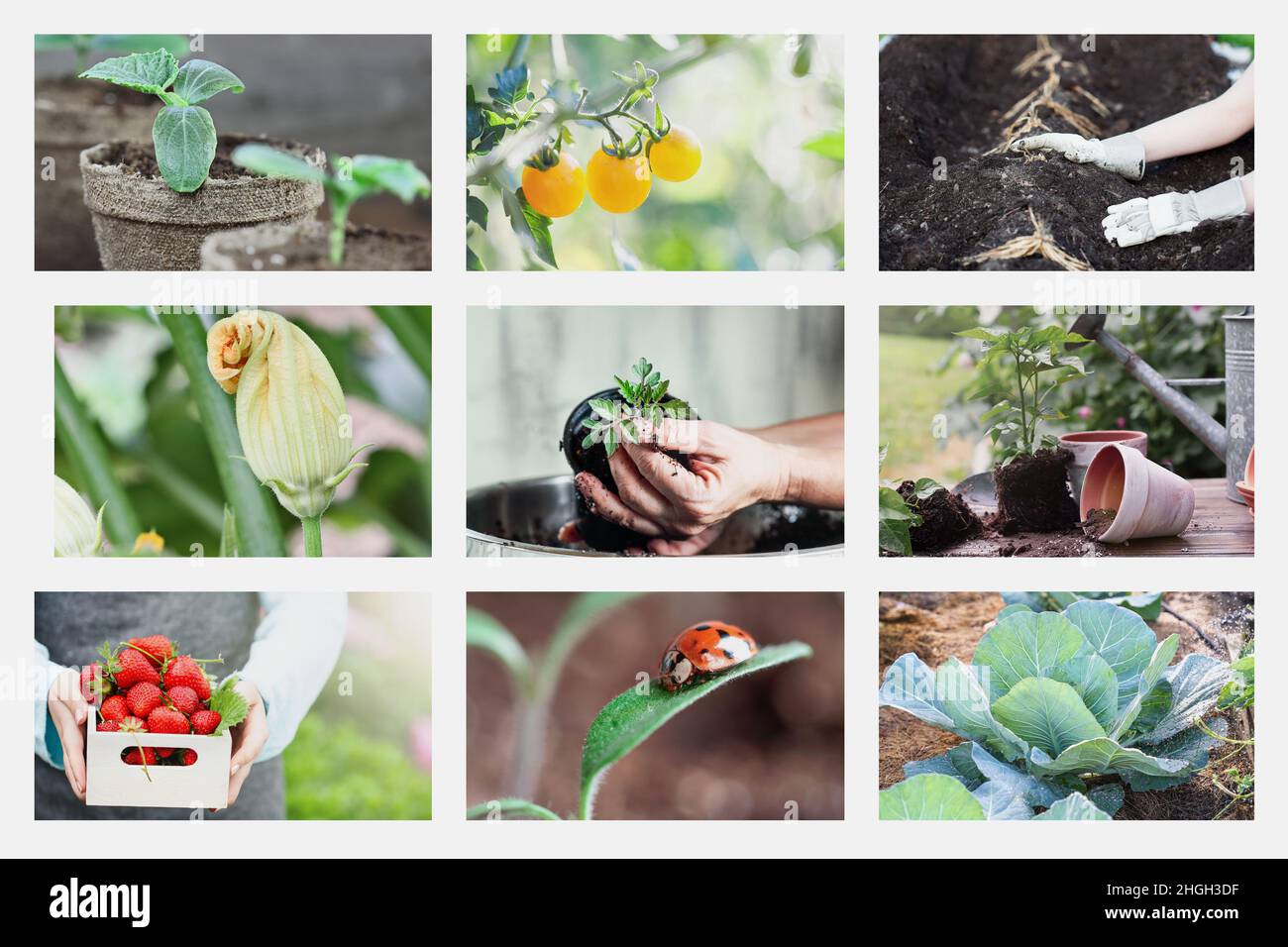 Collage of organic garden images, including woman gardening planting ...