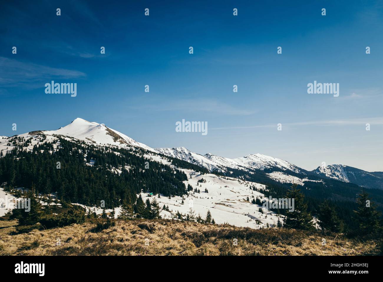 Snow-capped peak in the mountains, coniferous forest, spring Stock ...