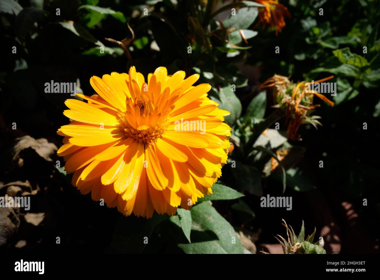 Vibrant yellow Calendula (Calendula officinalis) flowering in Tuscany ...