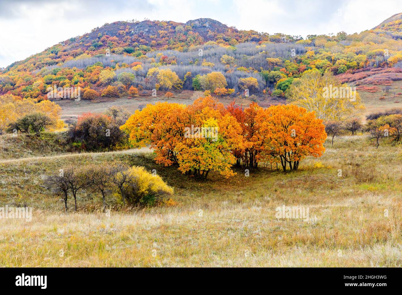 Mongolia forest hi-res stock photography and images - Alamy