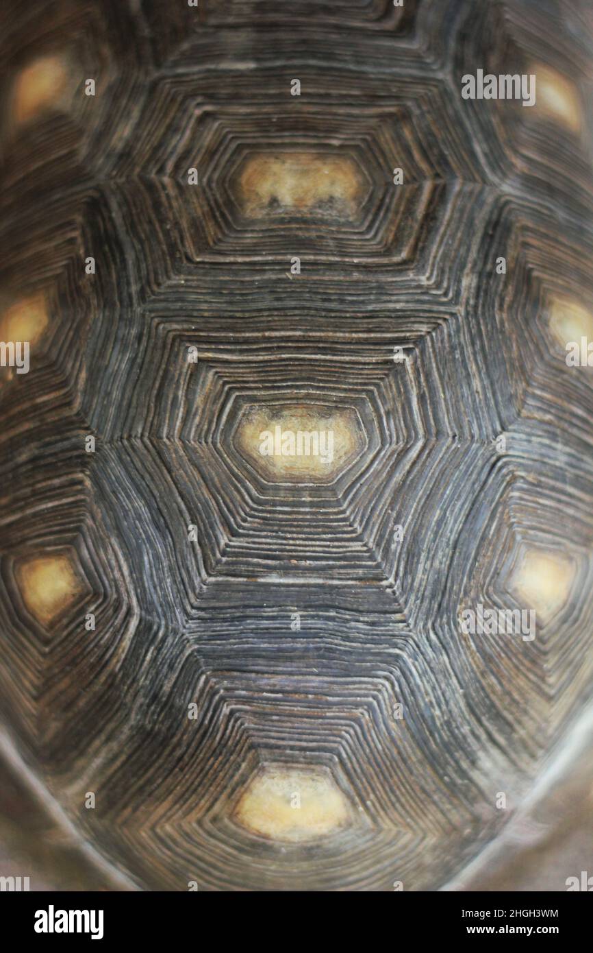 Vibrant tortoise character hi-res stock photography and images - Alamy