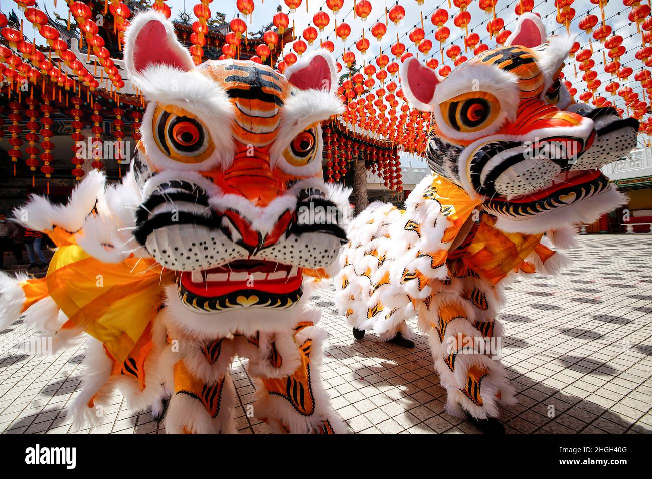 Tiger dance hi-res stock photography and images - Alamy