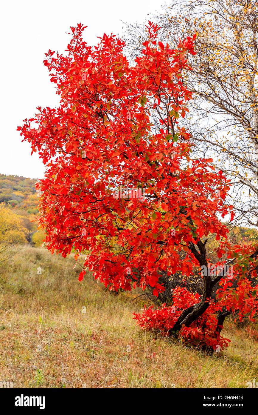 Autumn.Autumn park.Autumn trees and leaves.Beautiful natural landscape ...
