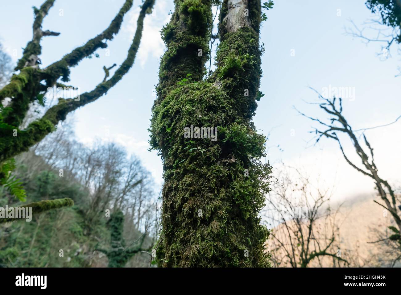Tree with moss on the trunk close-up. Bark of a tree with green moss ...