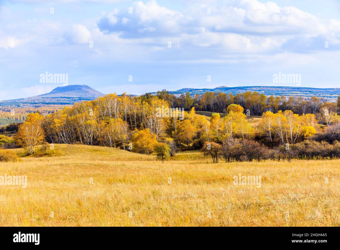 Birch tree forest scenery in autumn.wulan butong grassland,Inner ...
