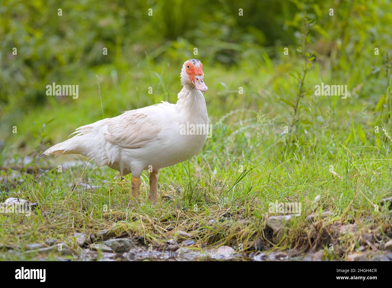 View of white Muscovy Duck. Local home farming Stock Photo - Alamy
