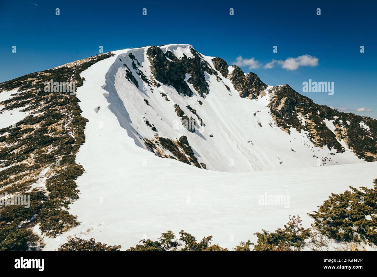 Pine comb snow hi-res stock photography and images - Alamy