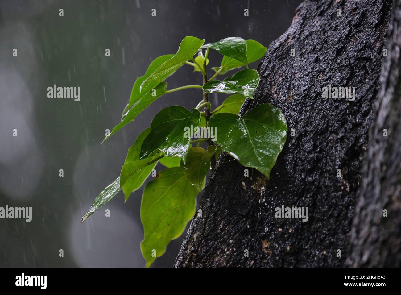 Wet Leaves Growing Tree Branch High Resolution Stock Photography and ...