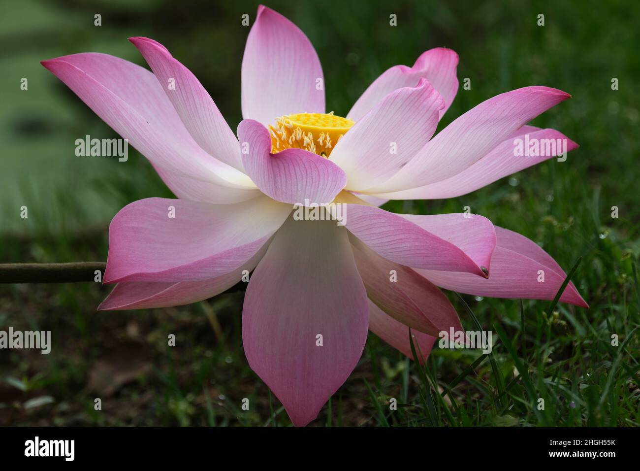 lotus, the national flower of Vietnam Stock Photo - Alamy