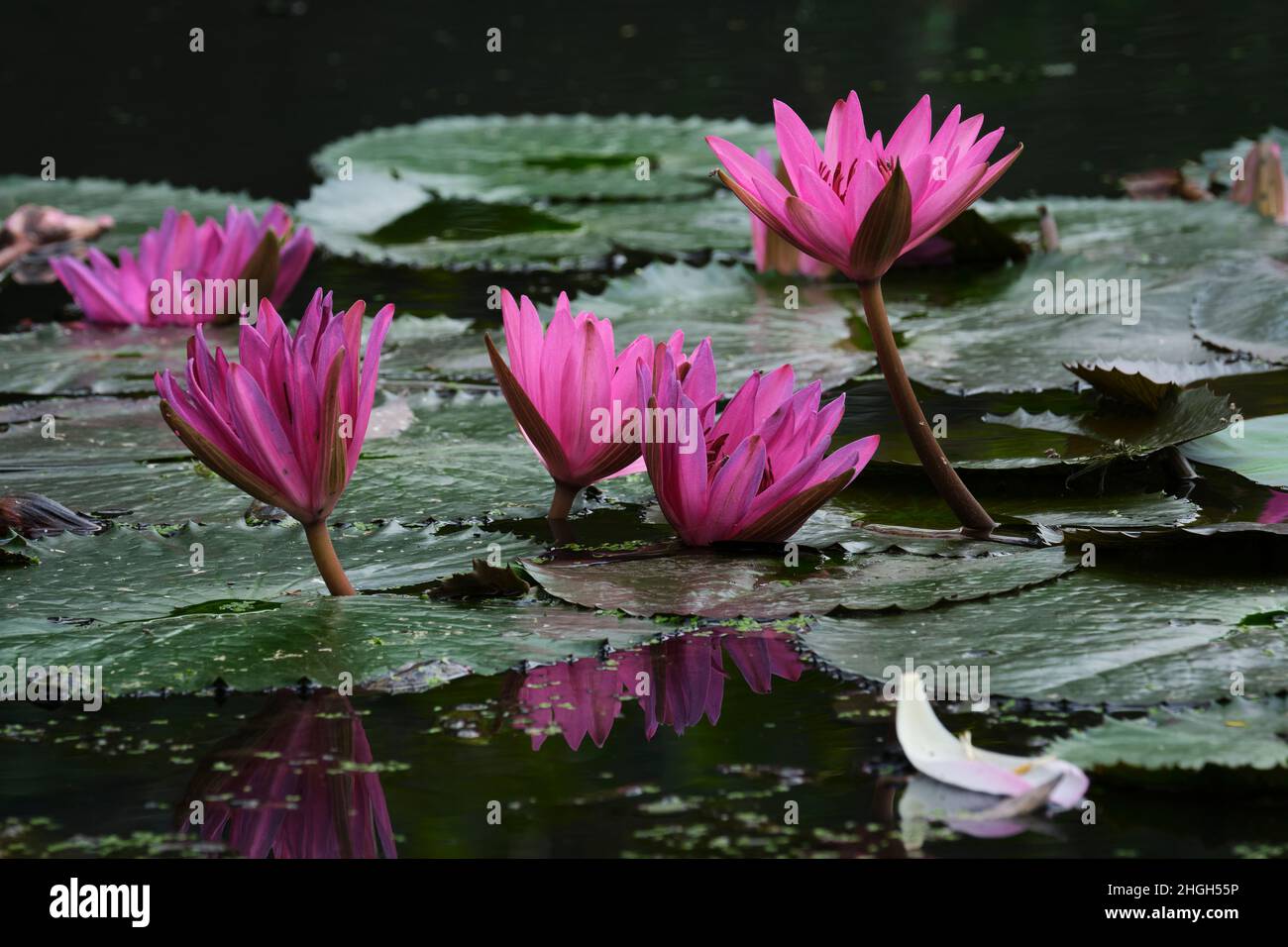 Is a variety of aquatic plants, belong to the Nymphaeaceae, whose name ...