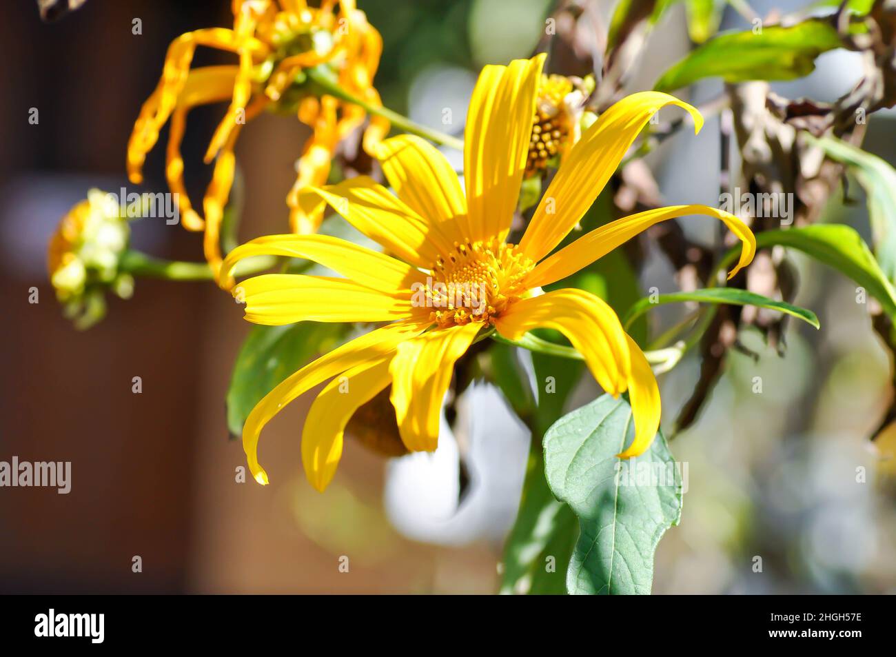 mexican sunflower weed, tithonia divesifolia plant Stock Photo - Alamy