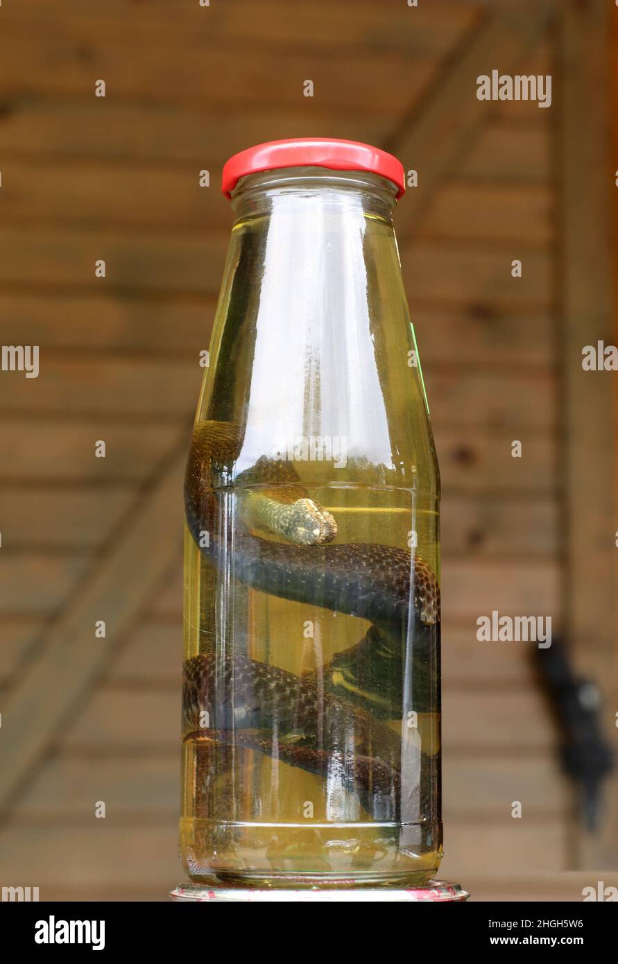 Alcoholized snake. A traditional drink made from alcohol and a snake ...