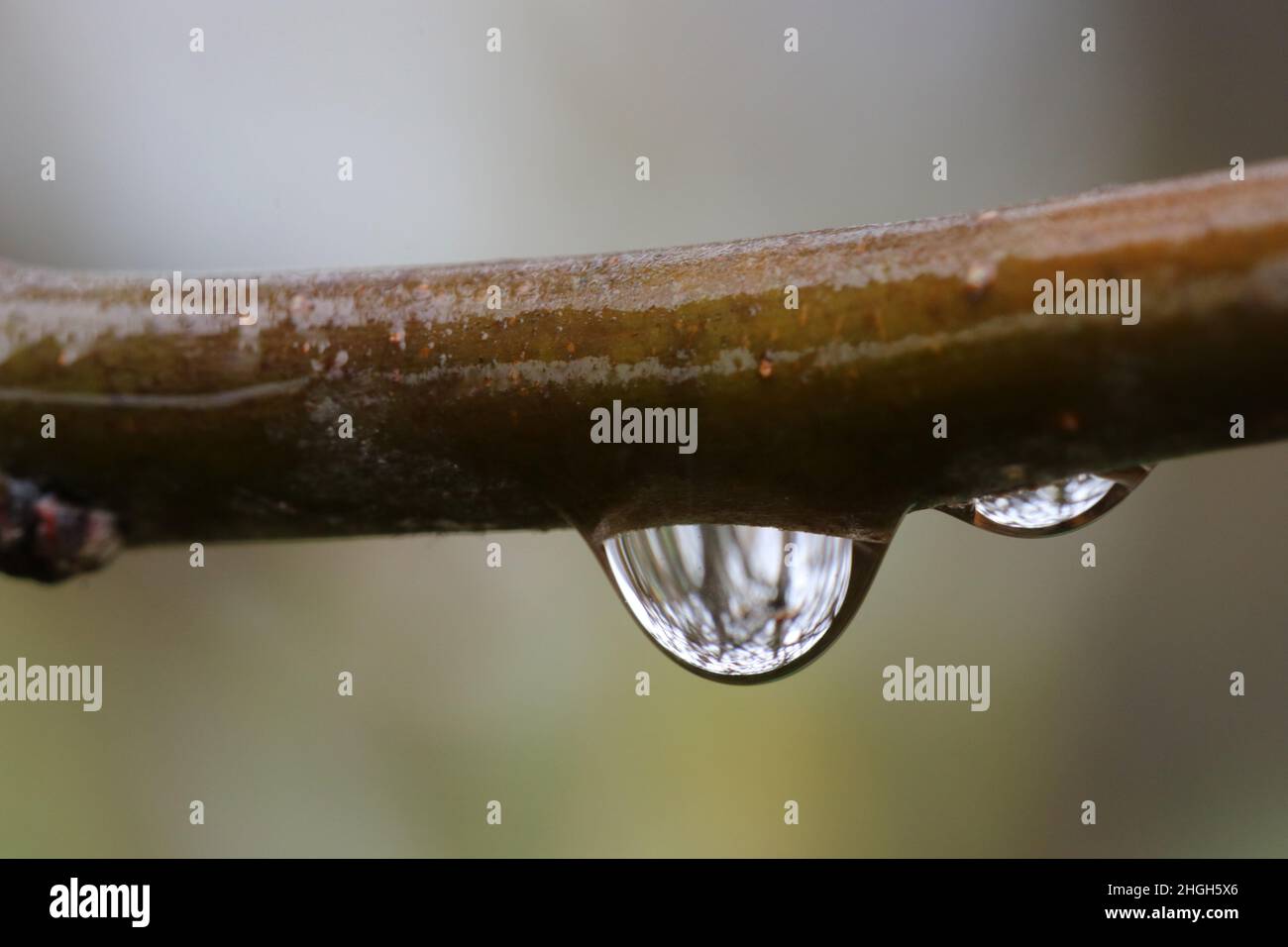 Water drop tree hi-res stock photography and images - Alamy