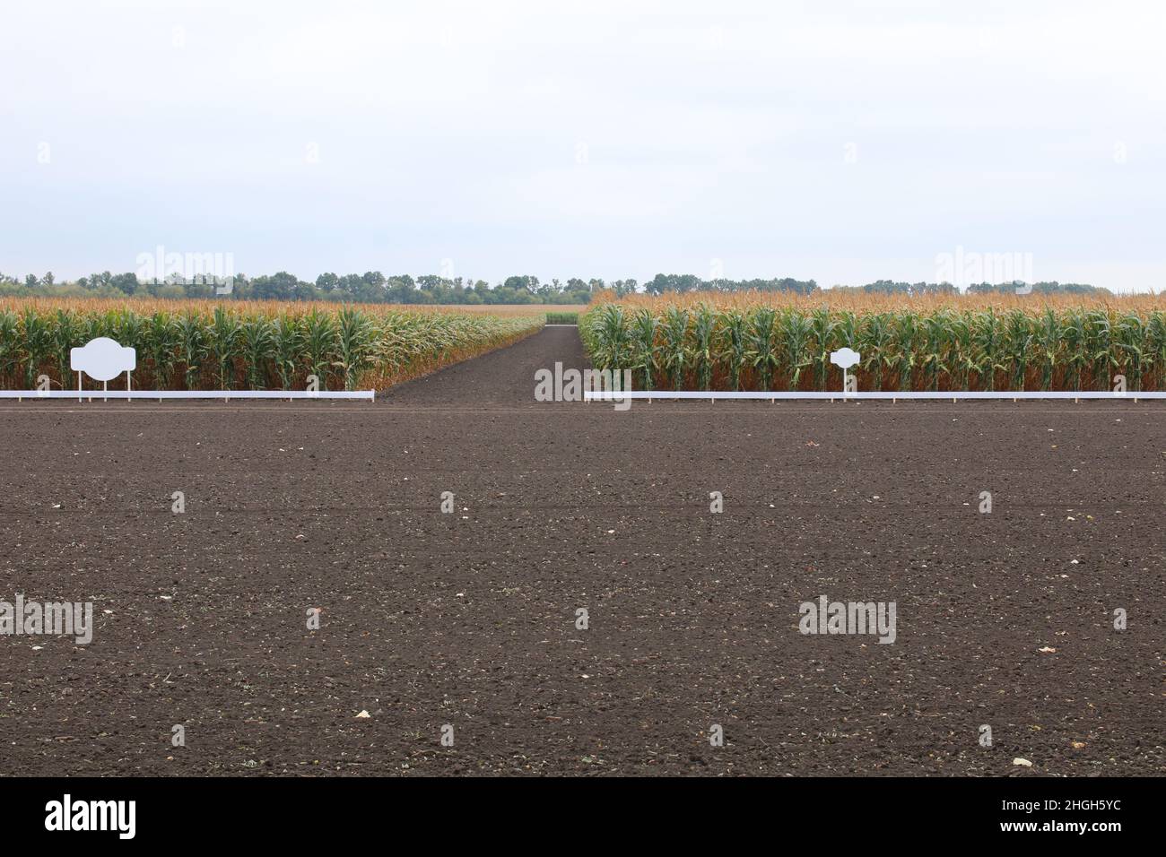 Plant breeding. Growing new varieties of agricultural plants. New ...