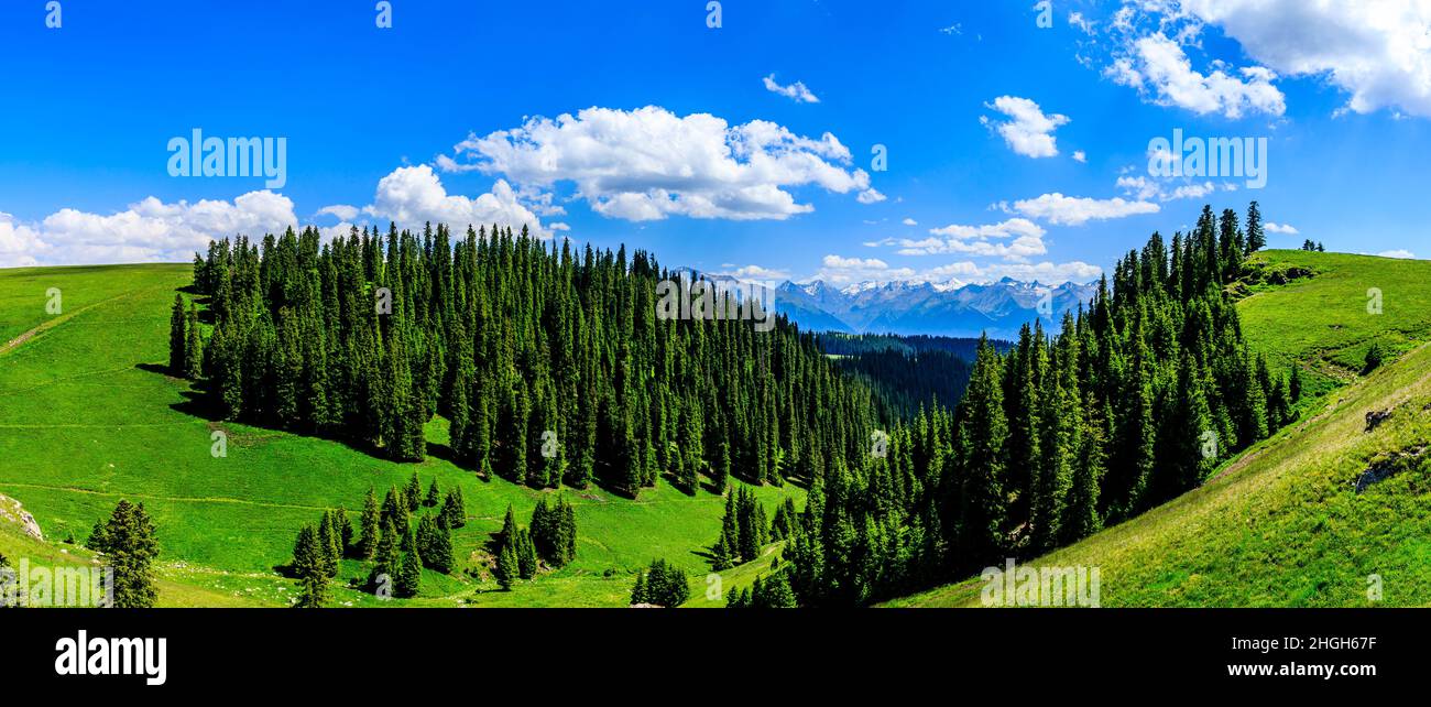 Green grass and forest natural scenery under blue sky.Green grassland ...
