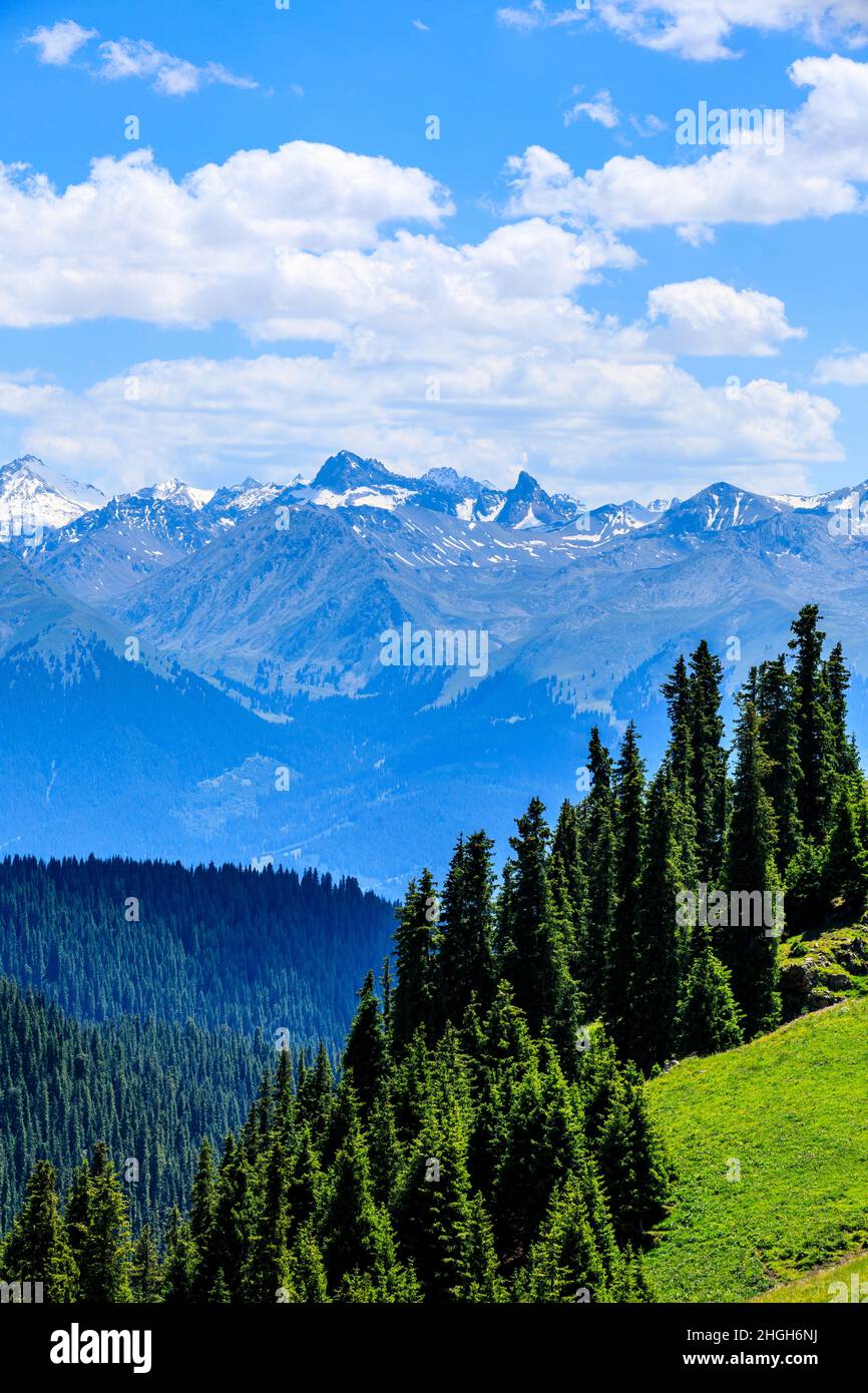 Green grass and forest natural scenery under blue sky.Green grassland ...
