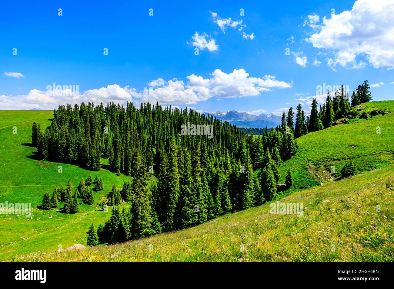 Green grass and forest natural scenery under blue sky.Green grassland ...