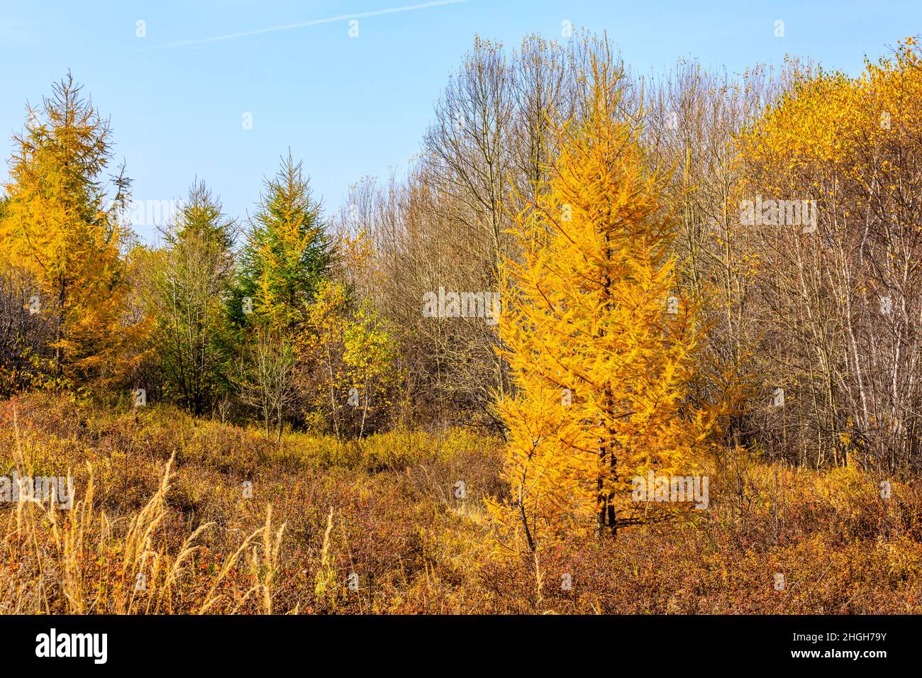 Beautiful tree forest park hi-res stock photography and images - Alamy