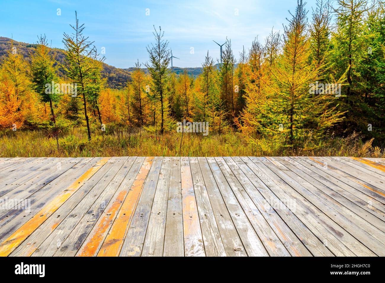 Boardwalk and forest background in autumn Stock Photo - Alamy Boardwalk and forest background in autumn Stock Photo - Alamy