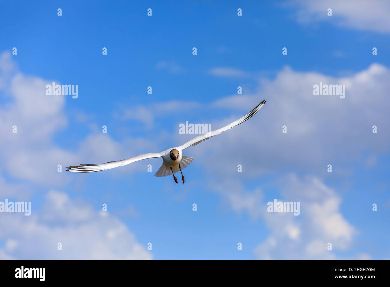A black-headed gull flying in the blue sky.The graceful posture of the ...