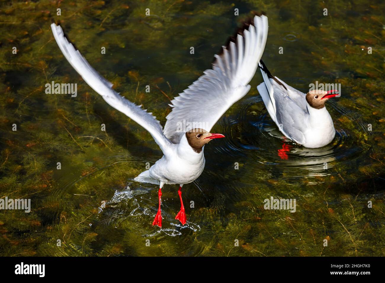 Two black-headed gull swimming in the water Stock Photo - Alamy