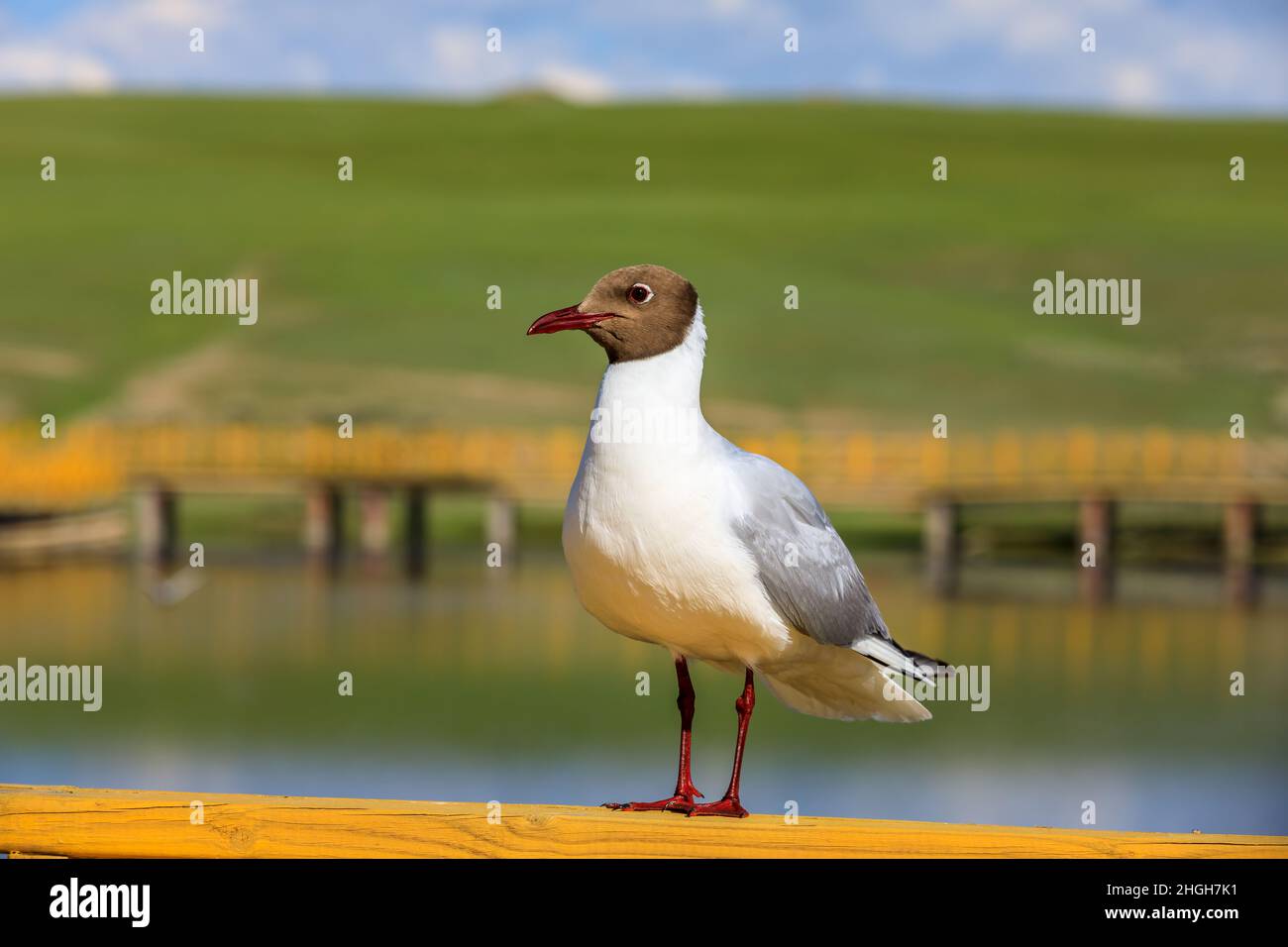 A close up of a cute black-headed gull Stock Photo - Alamy