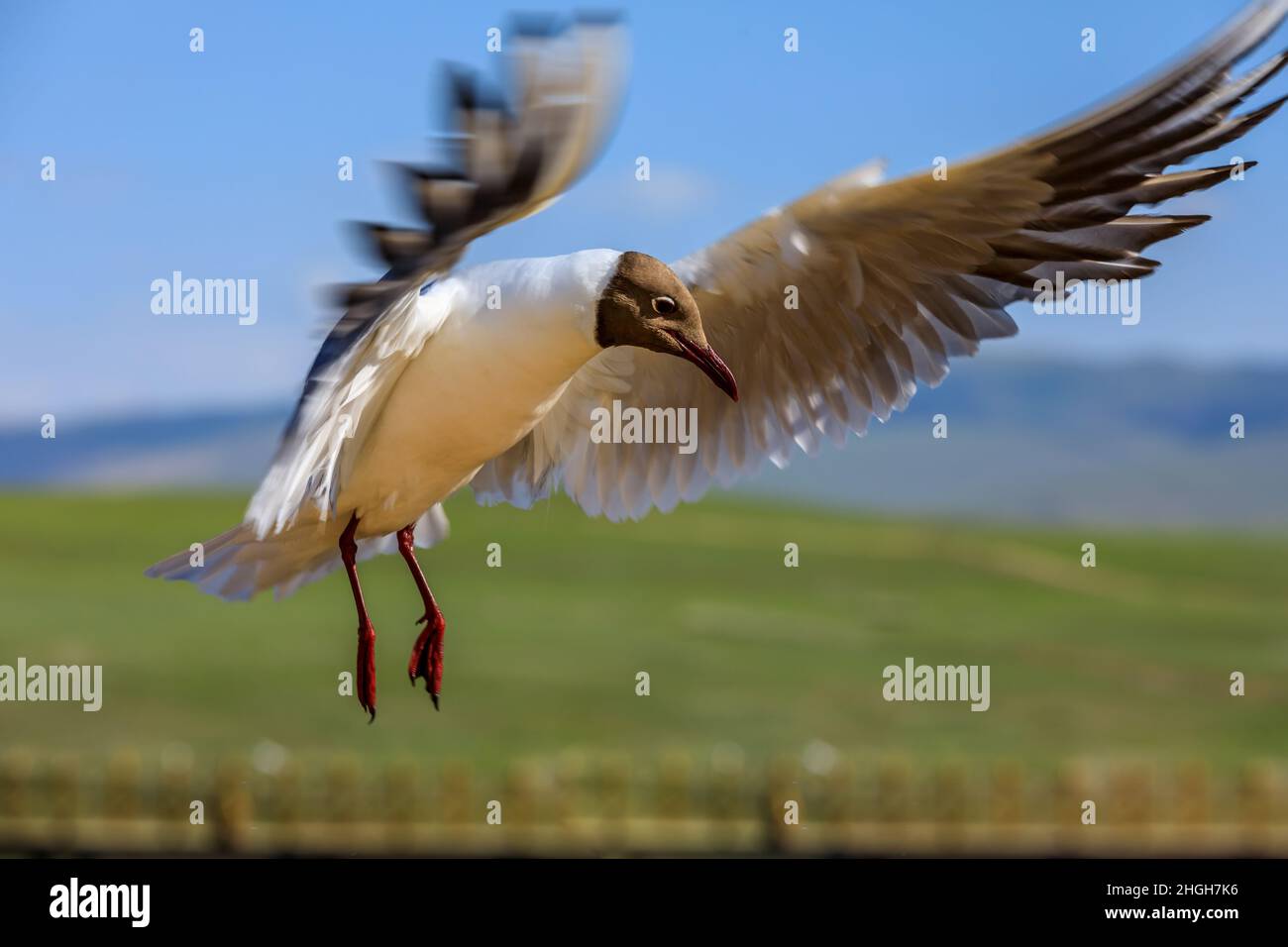 Graceful posture hi-res stock photography and images - Alamy