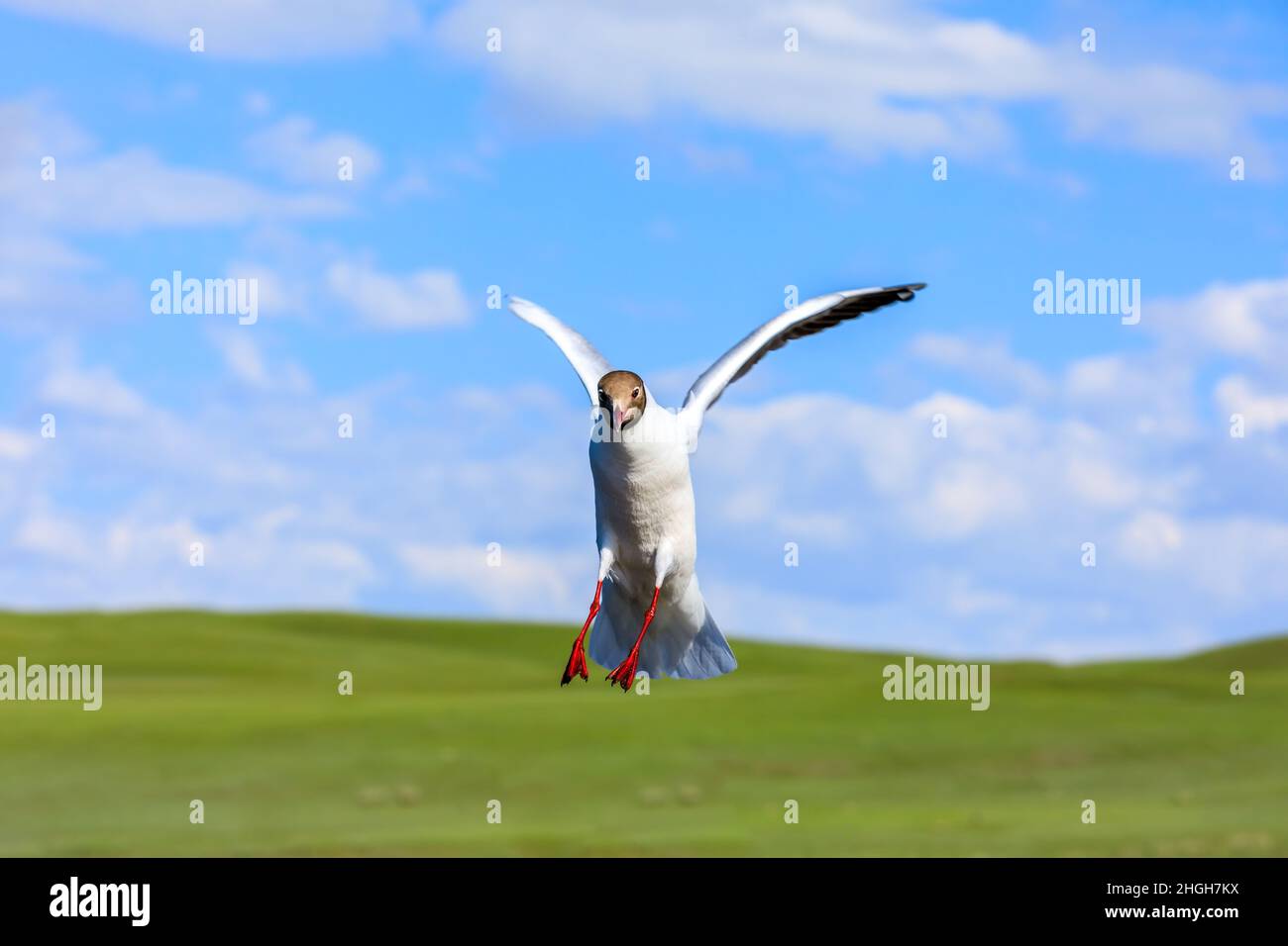 A black-headed bird is flying.The graceful posture of the bird in mid ...