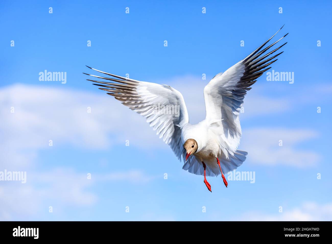 A black-headed gull flying in the blue sky.The graceful posture of the ...