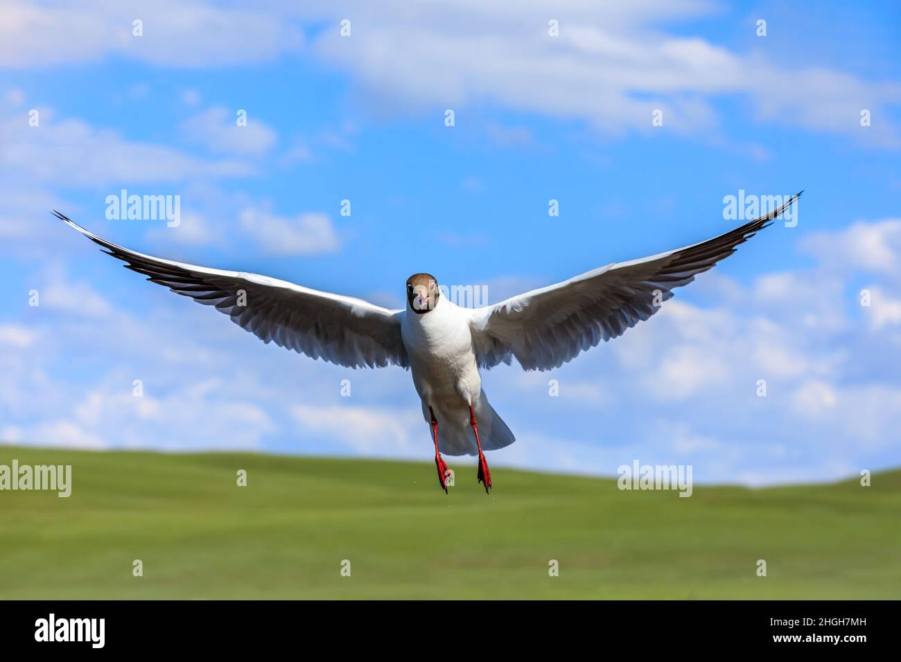 A black-headed bird is flying.The graceful posture of the bird in mid ...