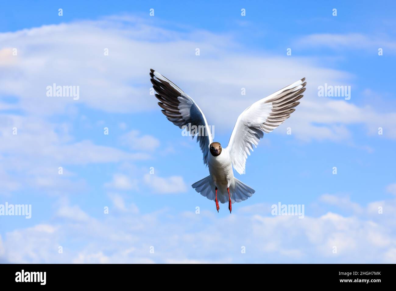 A black-headed gull flying in the blue sky.The graceful posture of the ...