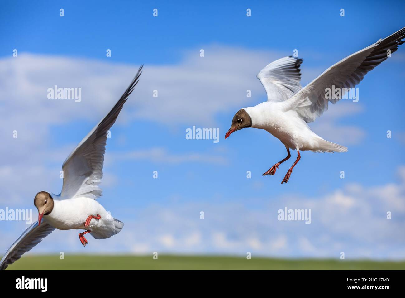 Two black-headed bird is flying.The graceful posture of the bird in mid ...