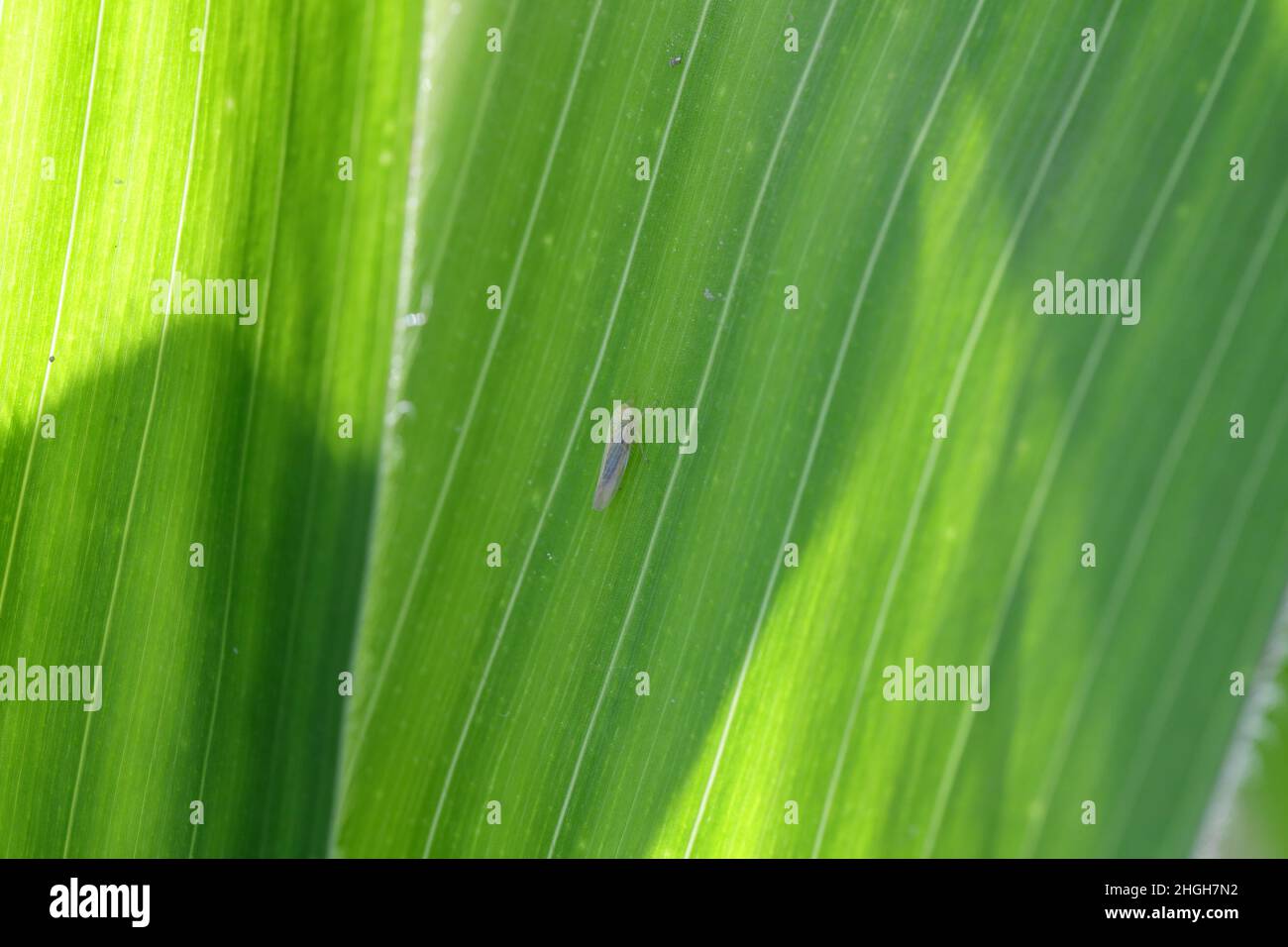 Leafhopper on stem plant hi-res stock photography and images - Alamy