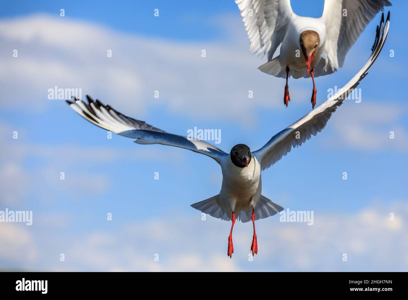 Two black-headed gull flying in the blue sky.The graceful posture of ...