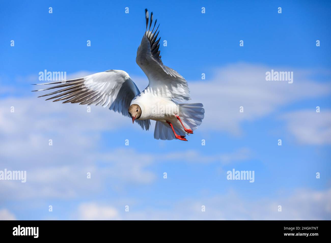 A black-headed gull flying in the blue sky.The graceful posture of the ...