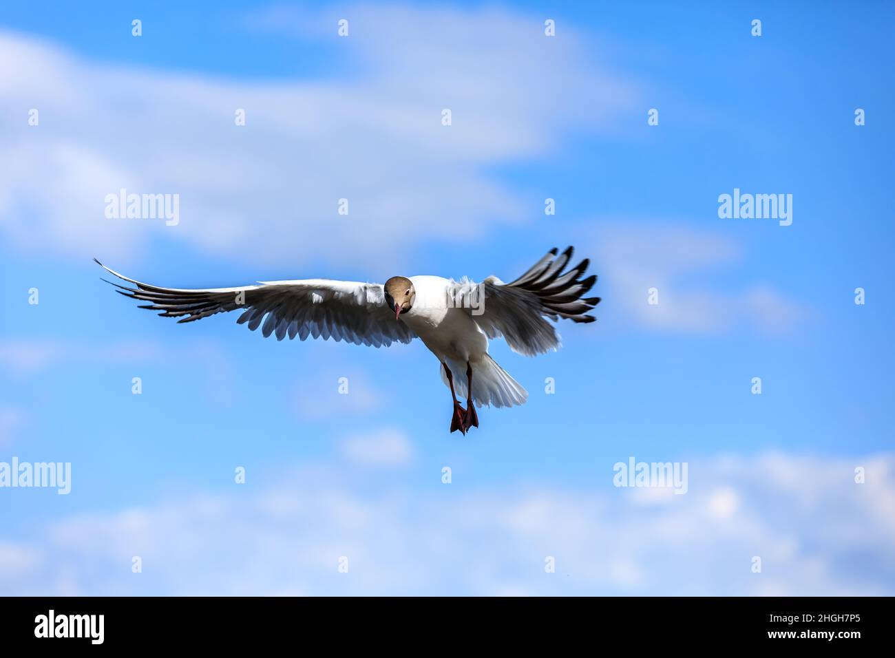 A black-headed gull flying in the blue sky.The graceful posture of the ...