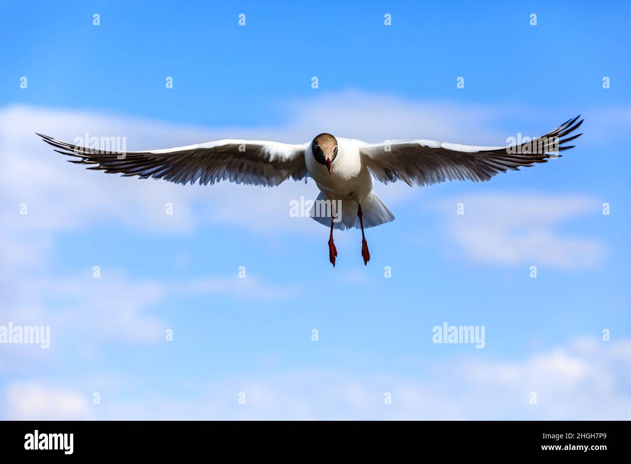 A black-headed gull flying in the blue sky.The graceful posture of the ...