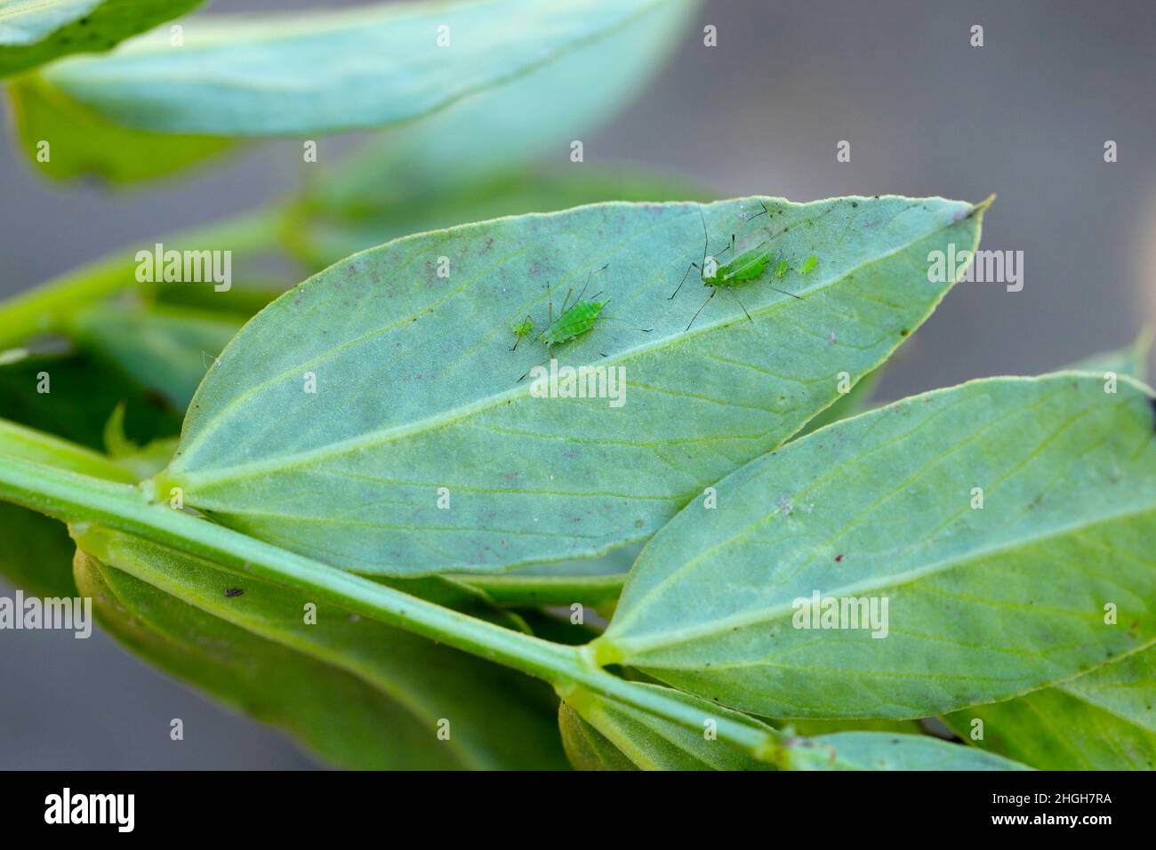 Acyrthosiphon pisum commonly known as the pea aphid or as the green ...