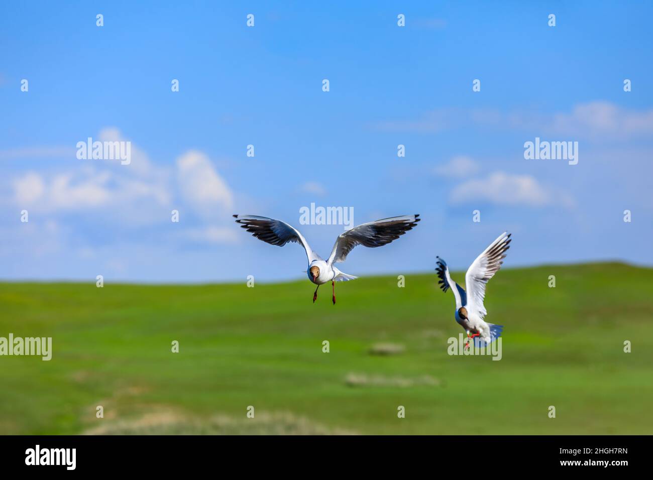 Graceful posture hi-res stock photography and images - Alamy