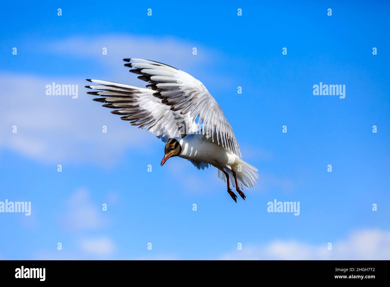 A black-headed gull flying in the blue sky.The graceful posture of the ...