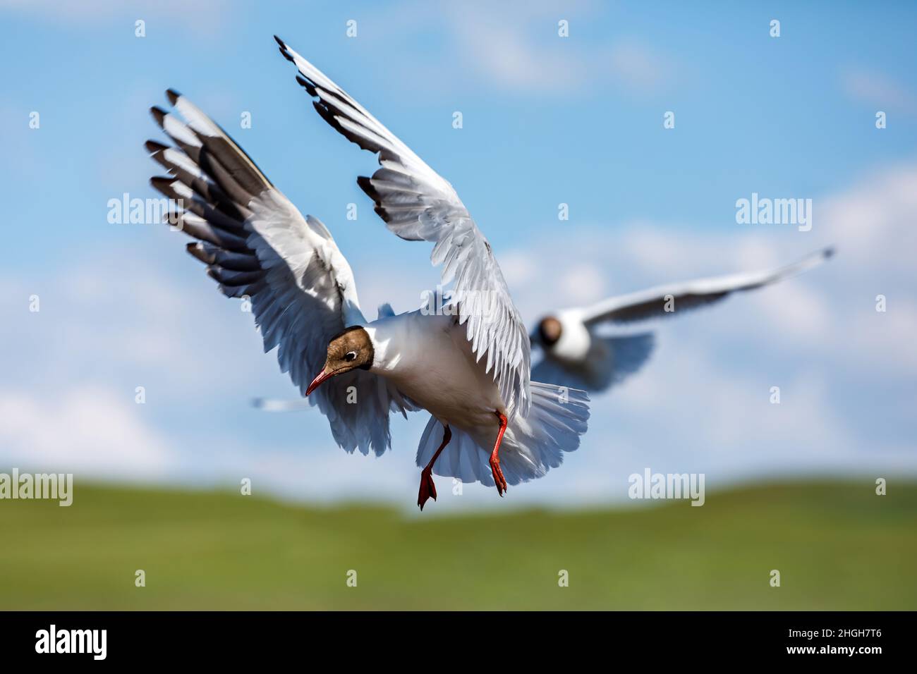 Graceful posture hi-res stock photography and images - Alamy