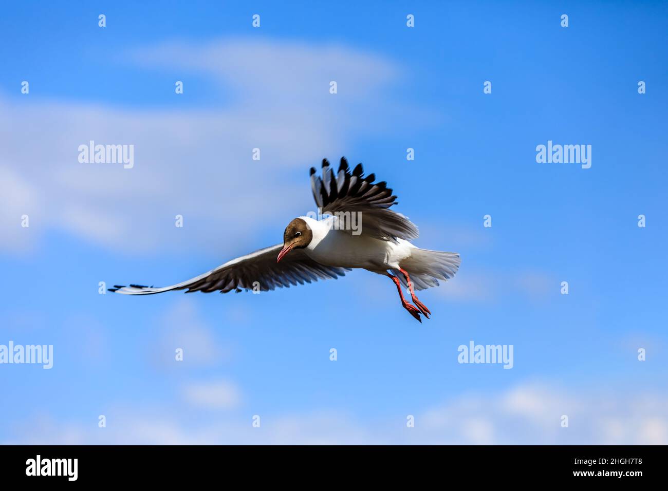 A black-headed gull flying in the blue sky.The graceful posture of the ...