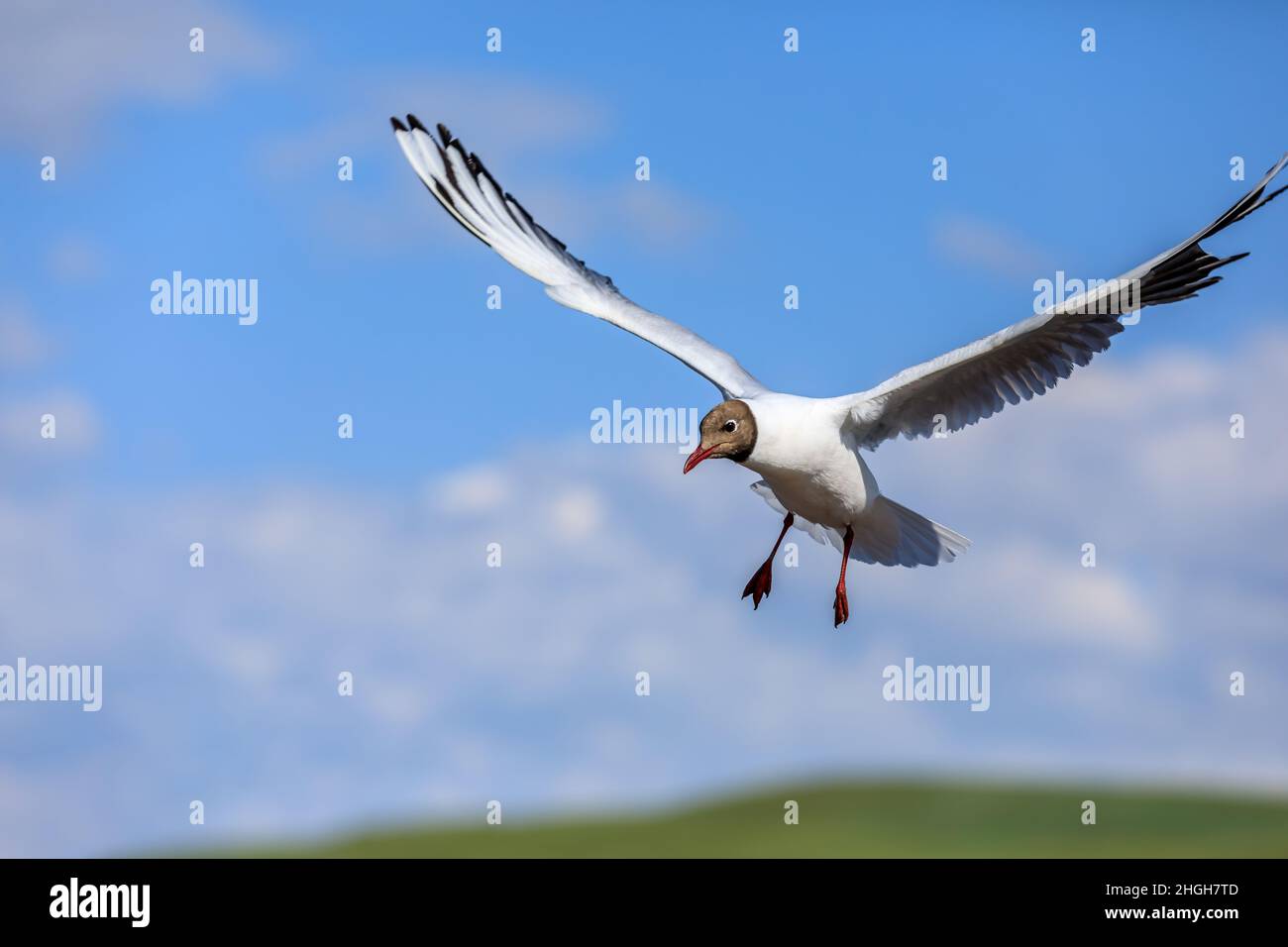 A black-headed bird is flying.The graceful posture of the bird in mid ...