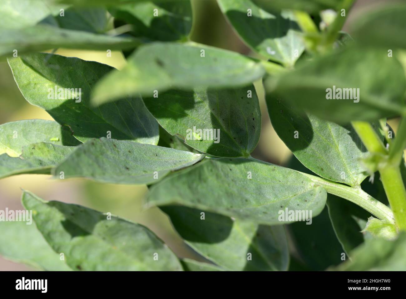 The larva of the little leafhopper - Empoasca on the leaves of broad ...
