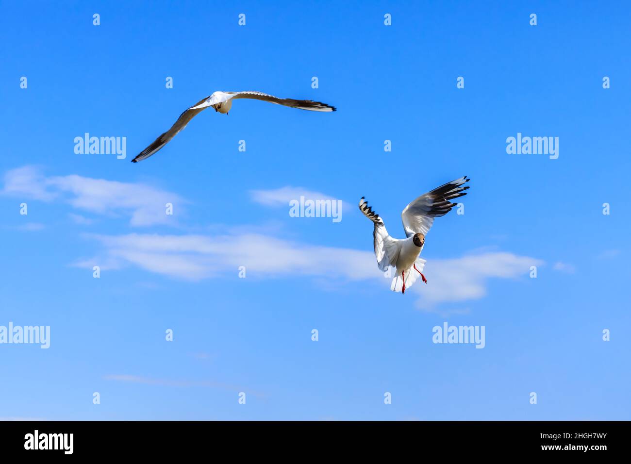Two black-headed gull flying in the blue sky Stock Photo - Alamy