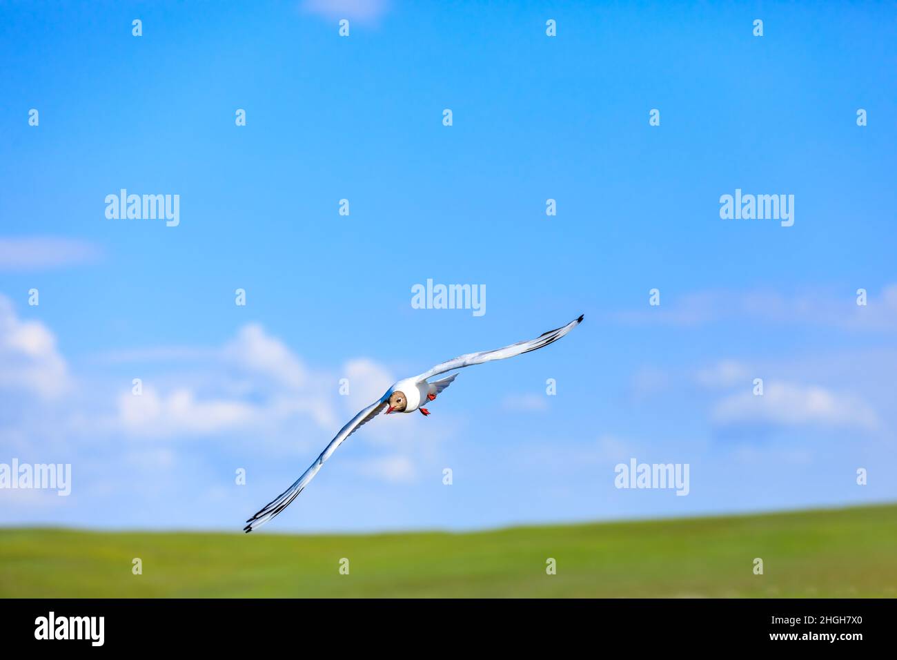 A black-headed bird is flying.The graceful posture of the bird in mid ...