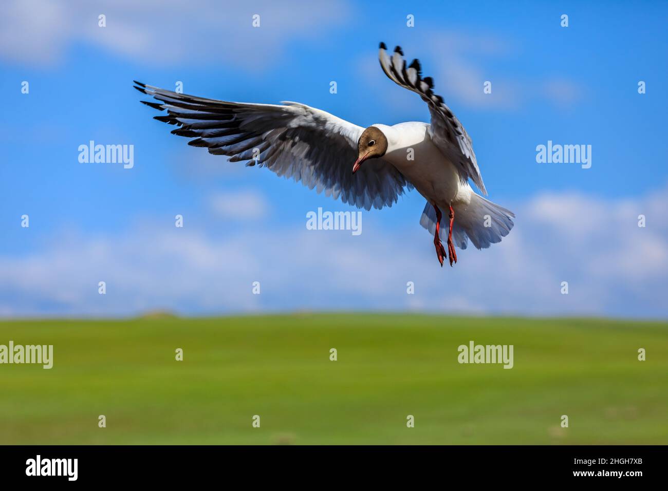 A black-headed bird is flying.The graceful posture of the bird in mid ...